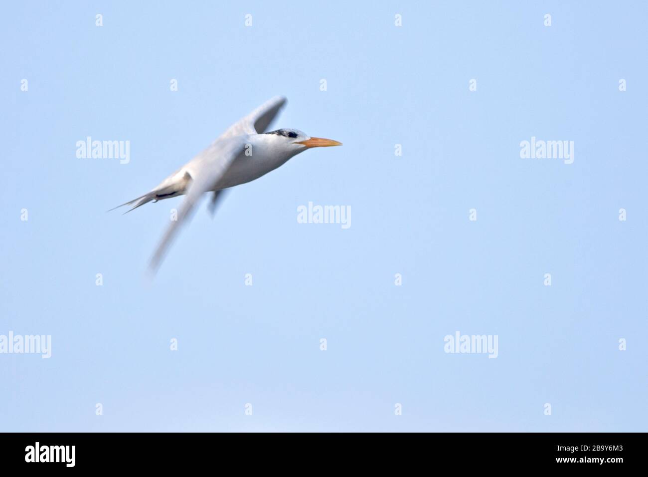 West African Crested Tern (Thalasseus albididorsalis), adult in flight ...
