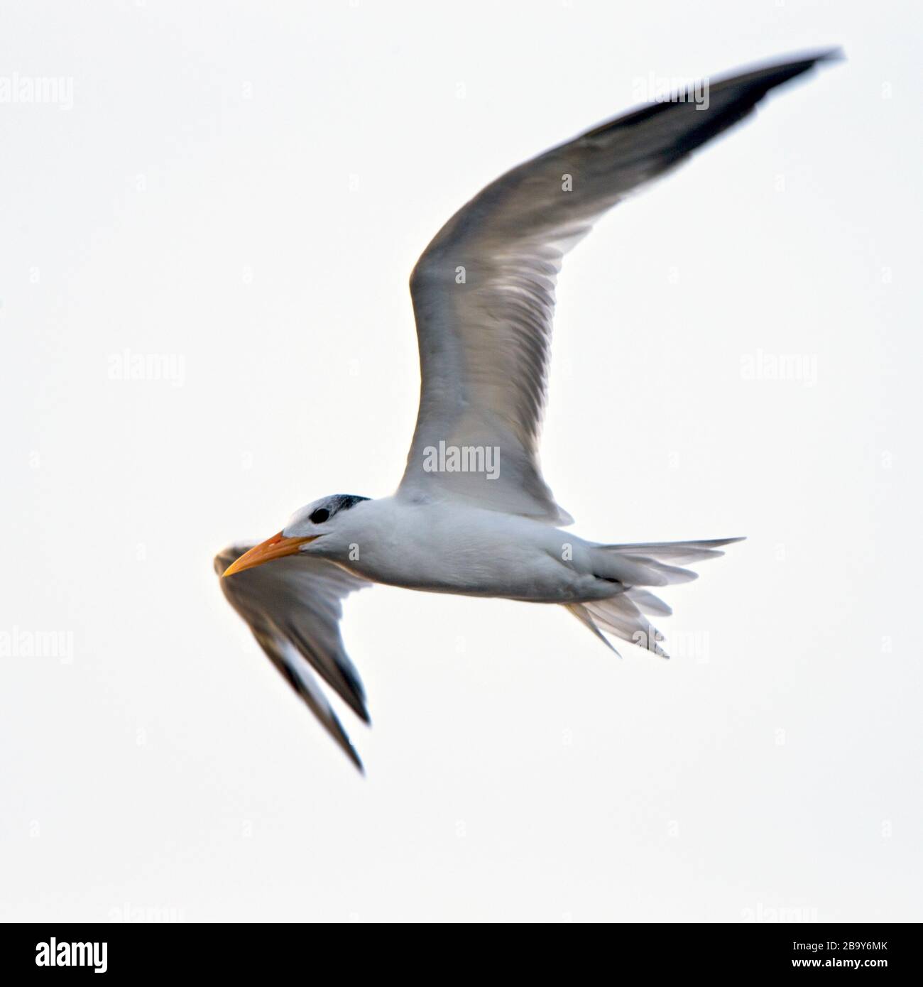 West African Crested Tern (Thalasseus albididorsalis), adult in flight ...