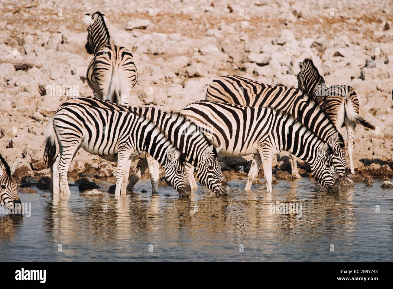 Wildebeest And Zebra At Waterhole High Resolution Stock Photography and ...