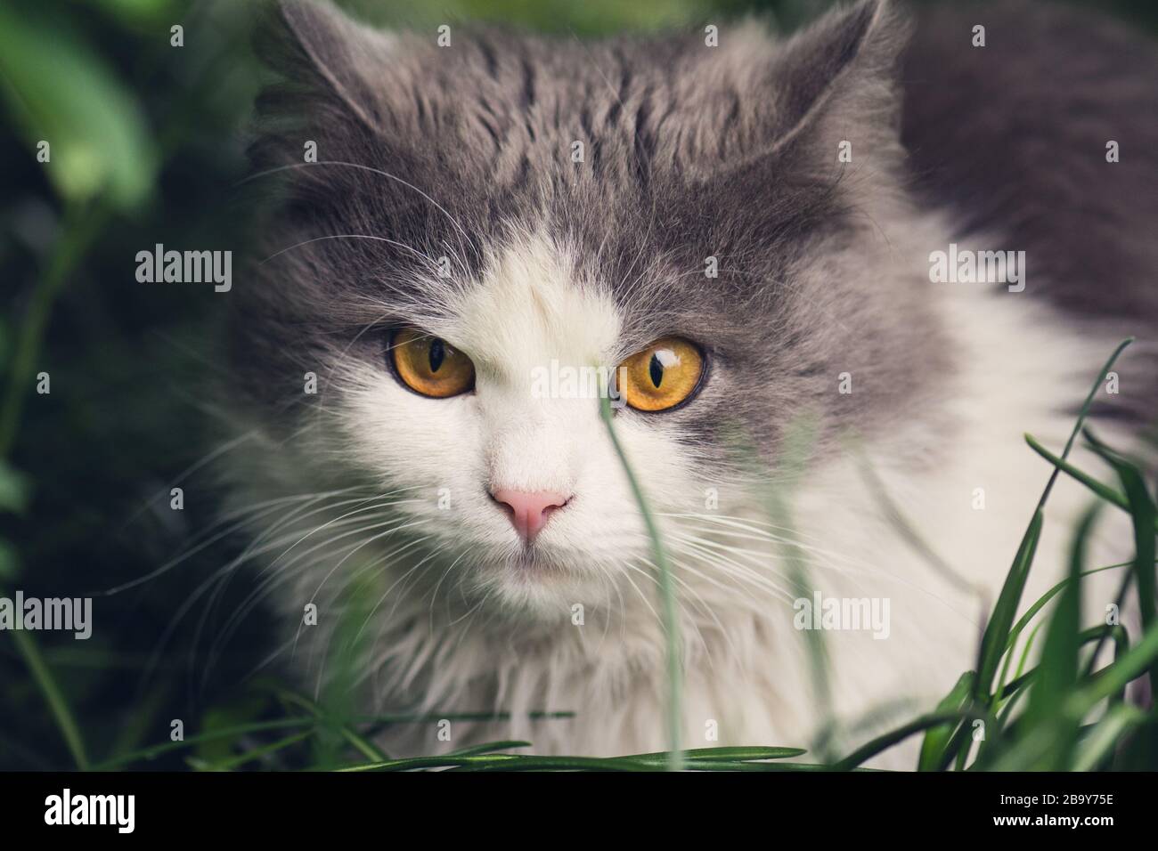 Cat in nature. at resting on the grass in summer. Beautiful cat ...