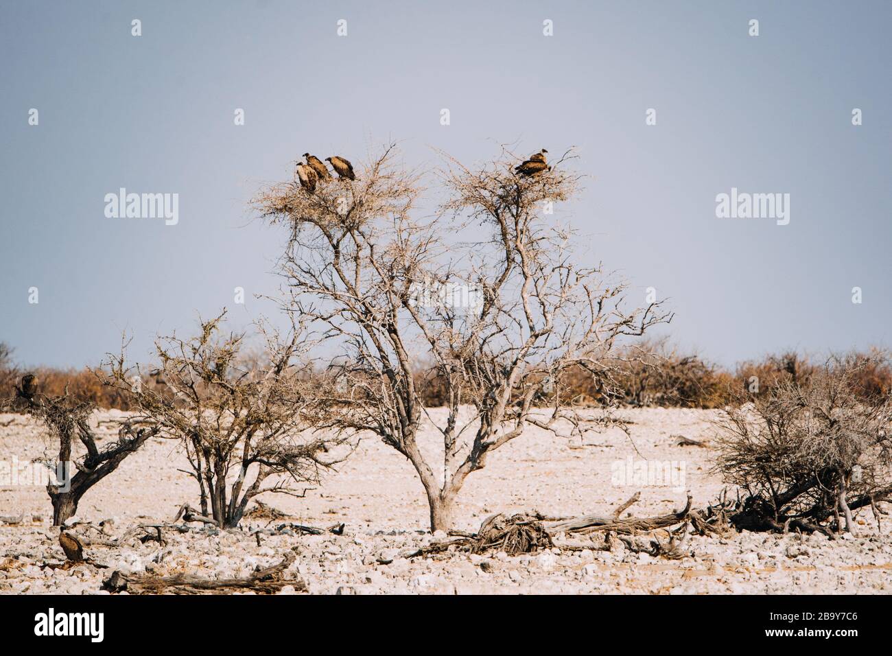 Predator in desert hi-res stock photography and images - Alamy