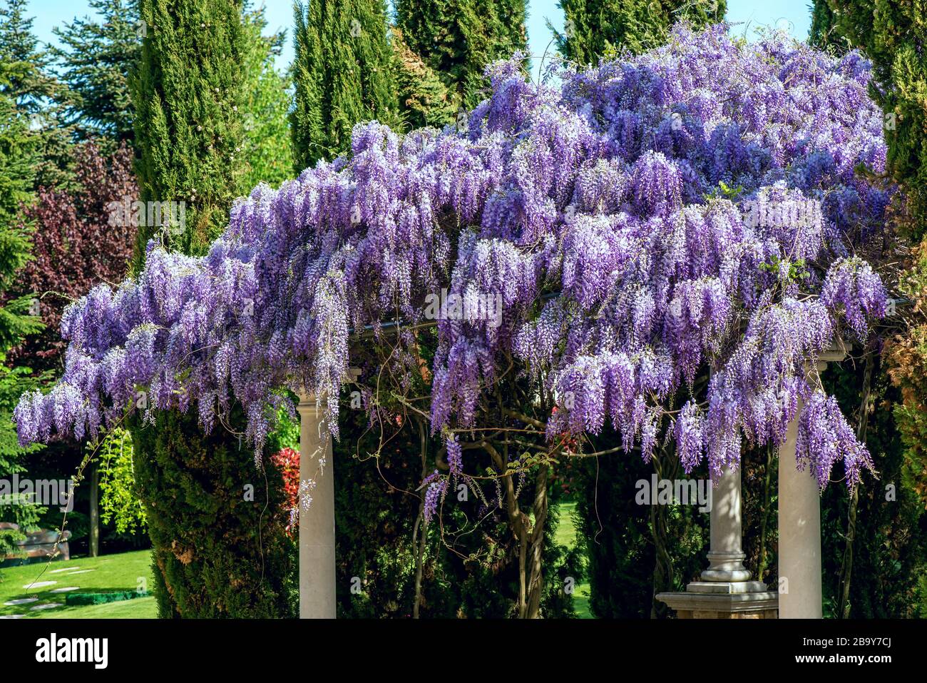 Wisteria flowers. spring nature background Stock Photo - Alamy