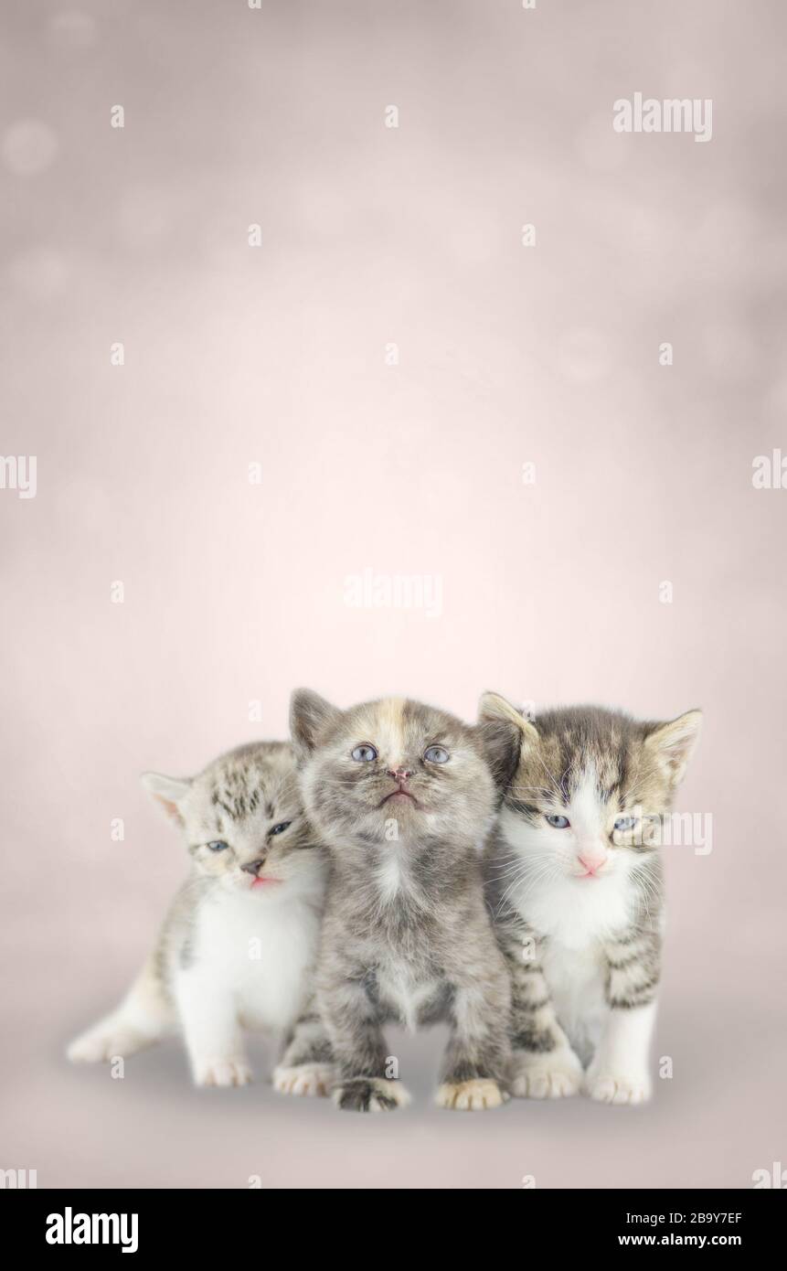 Three little kittens on color background. Three kitten with sweet bokeh ...