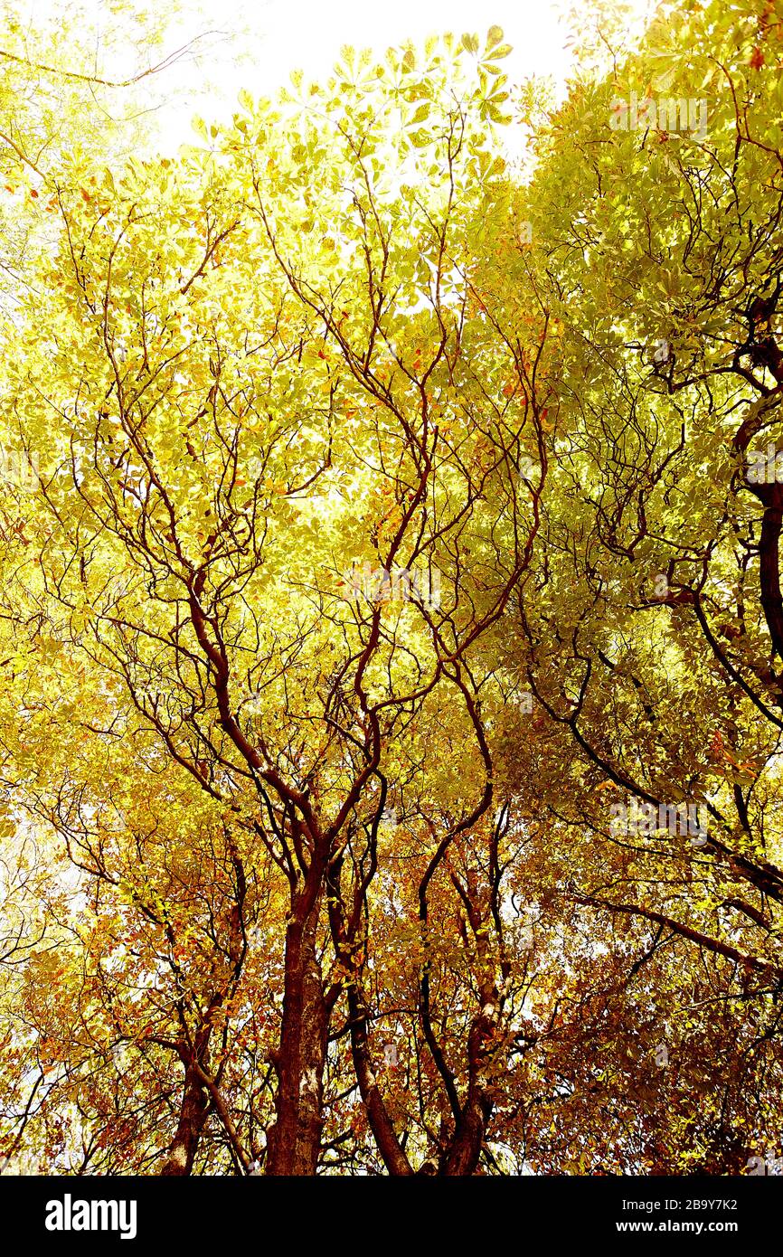 Summer bark and branches in england hi-res stock photography and images ...