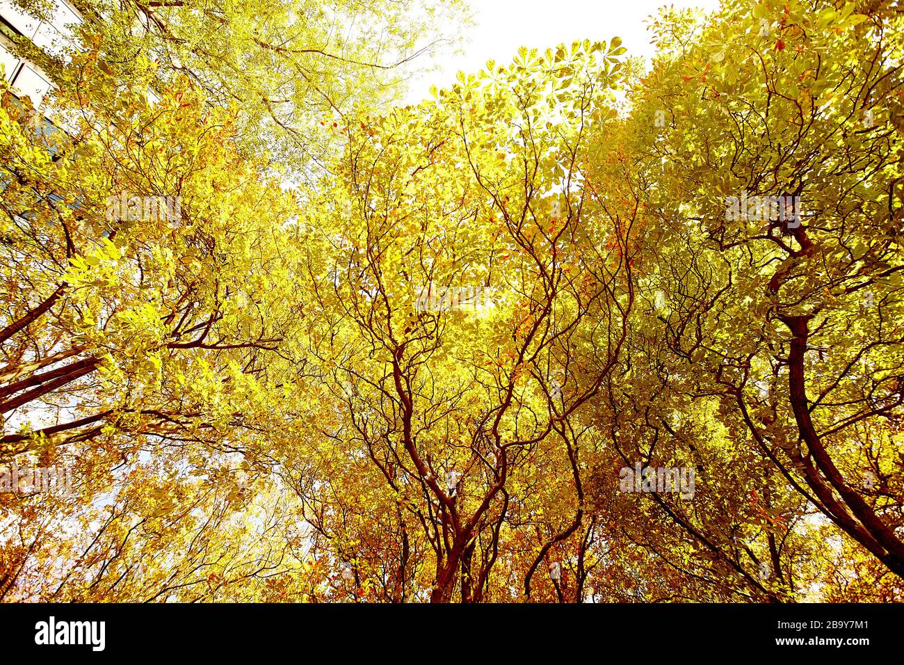 The Summer sun through tree foliage in the English countryside, UK ...