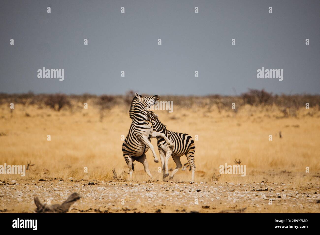 Biting zebra hi-res stock photography and images - Alamy