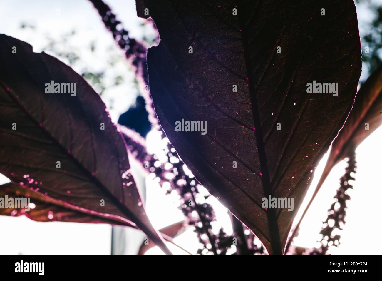 Lilac leaf hi-res stock photography and images - Alamy