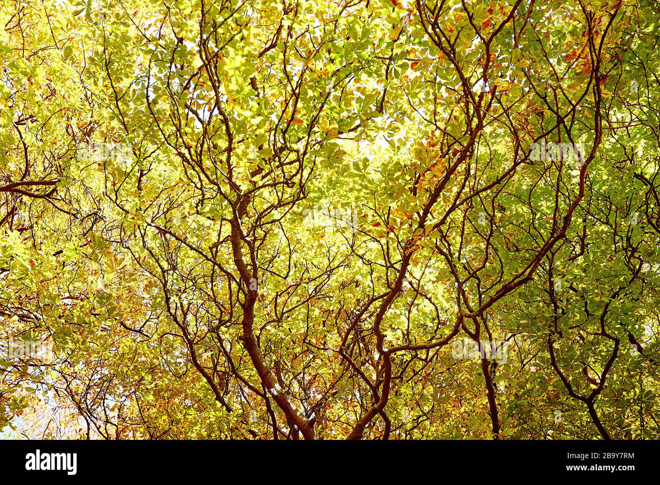 The Summer sun through tree foliage in the English countryside, UK ...