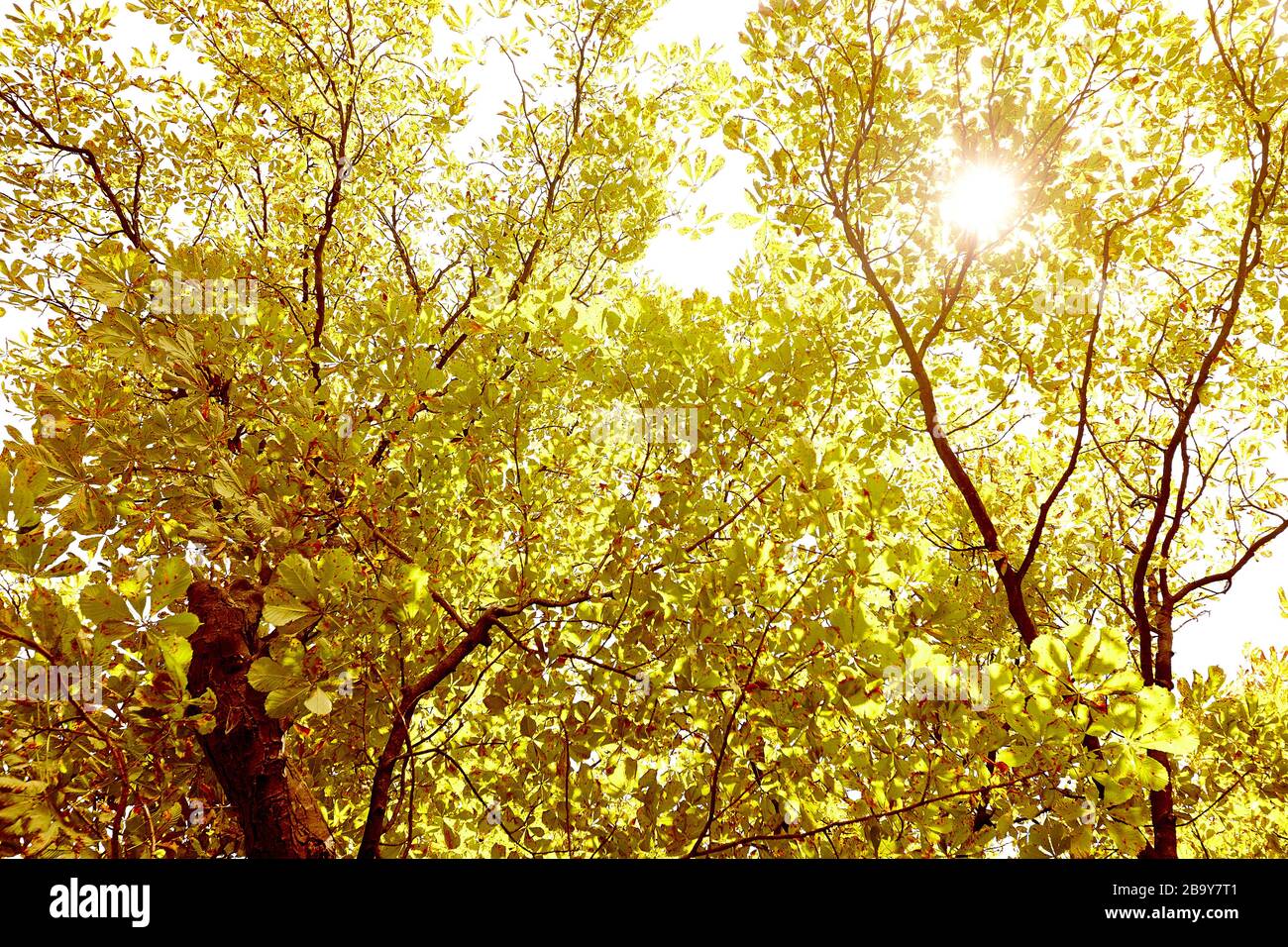 The Summer sun through tree foliage in the English countryside, UK ...