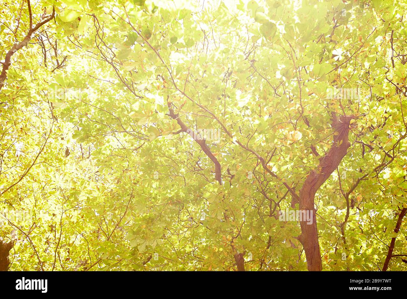 The Summer sun through tree foliage in the English countryside, UK ...