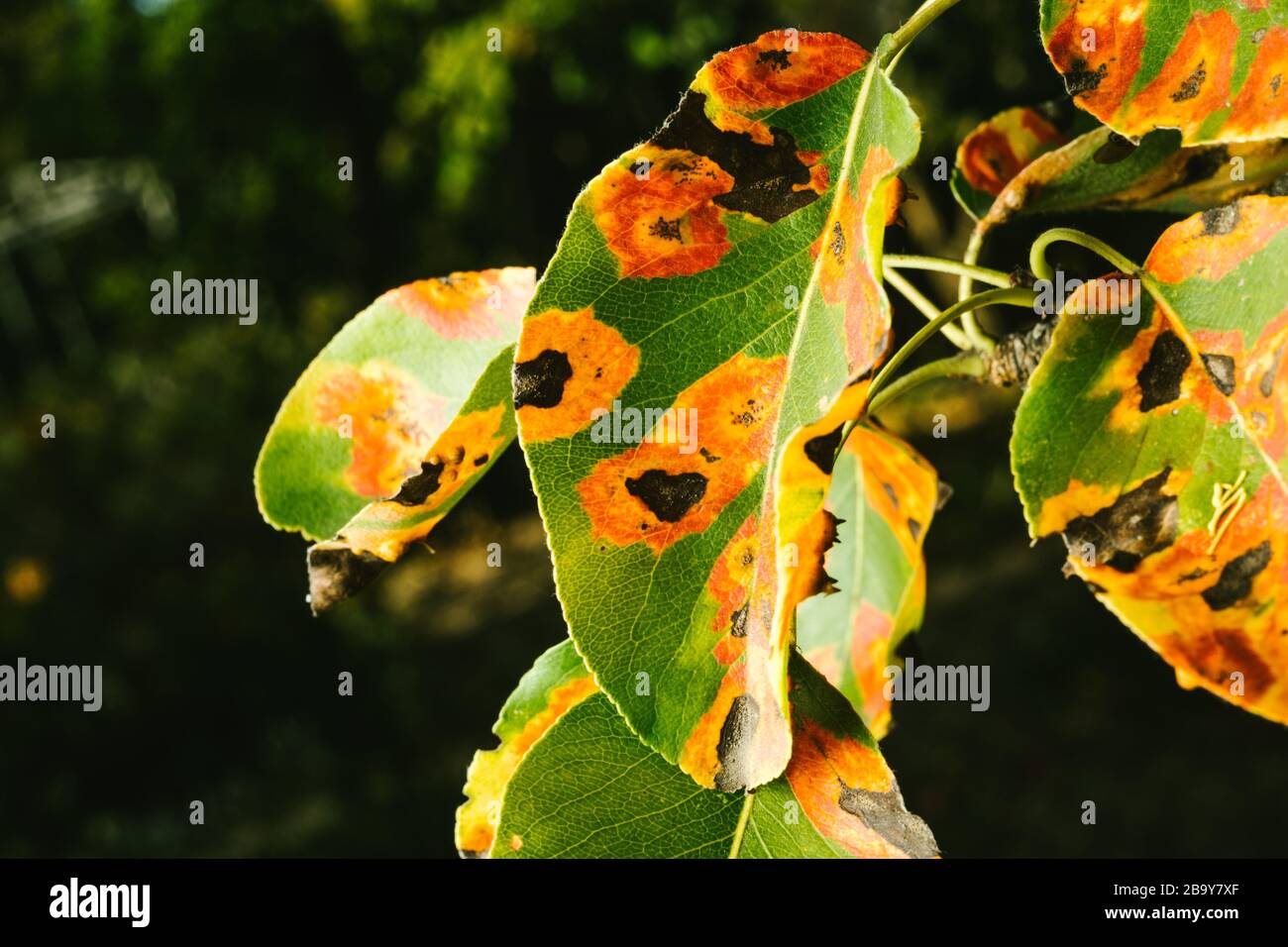 Red spots on the pear leaves. The tree is sick with a fungus Stock ...