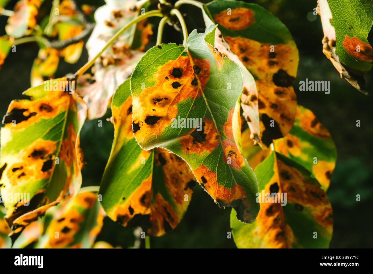 Leaf chlorosis disease hi-res stock photography and images - Alamy