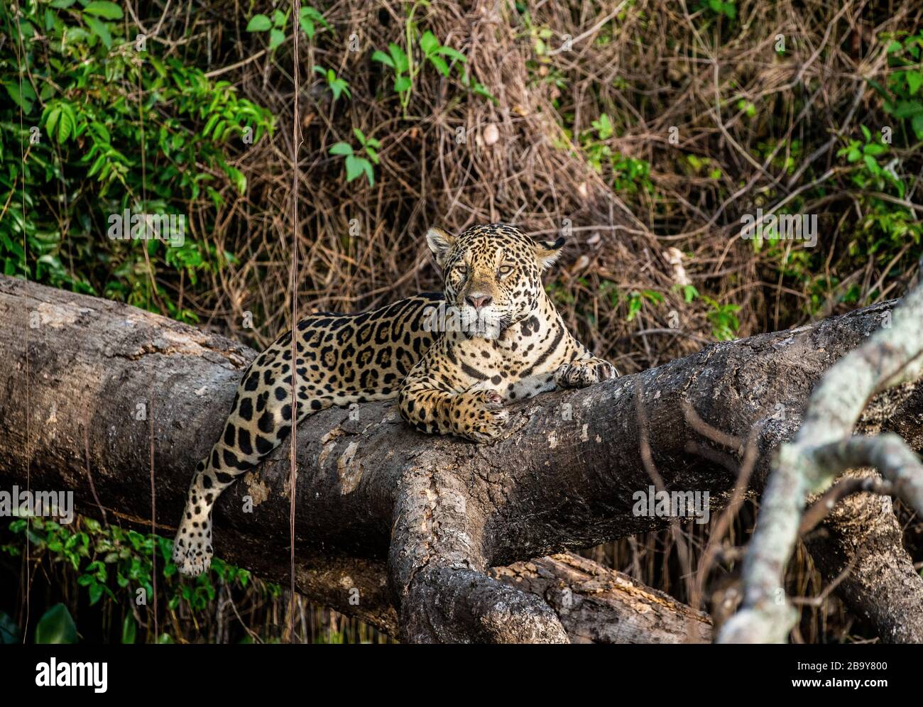Jaguar in tree hi-res stock photography and images - Alamy