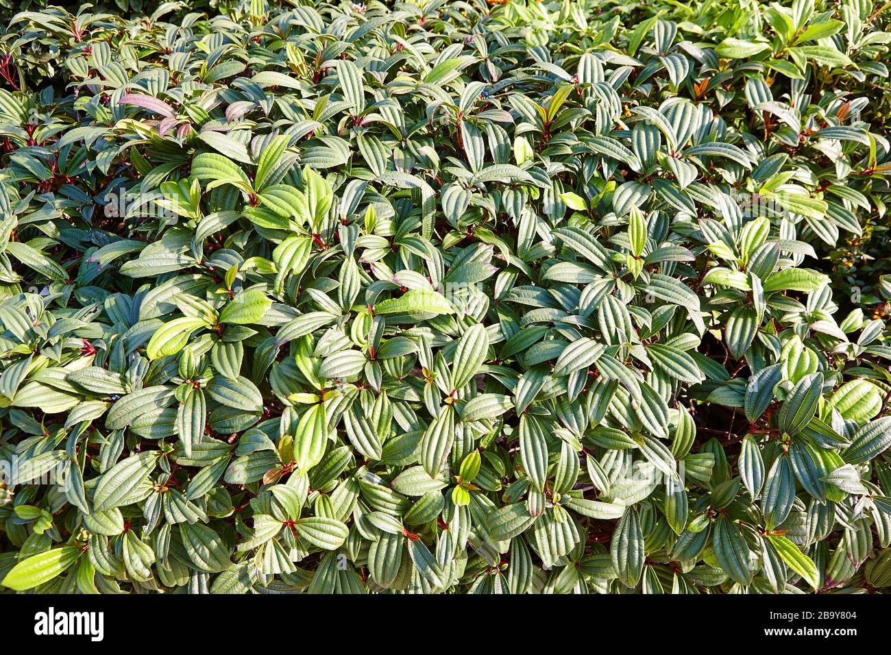 Thick, green bush and tree Summer foliage in the English countryside ...