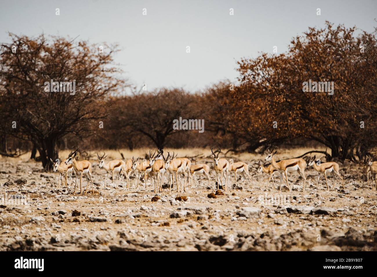 Springbok africa springboks herd hi-res stock photography and images ...