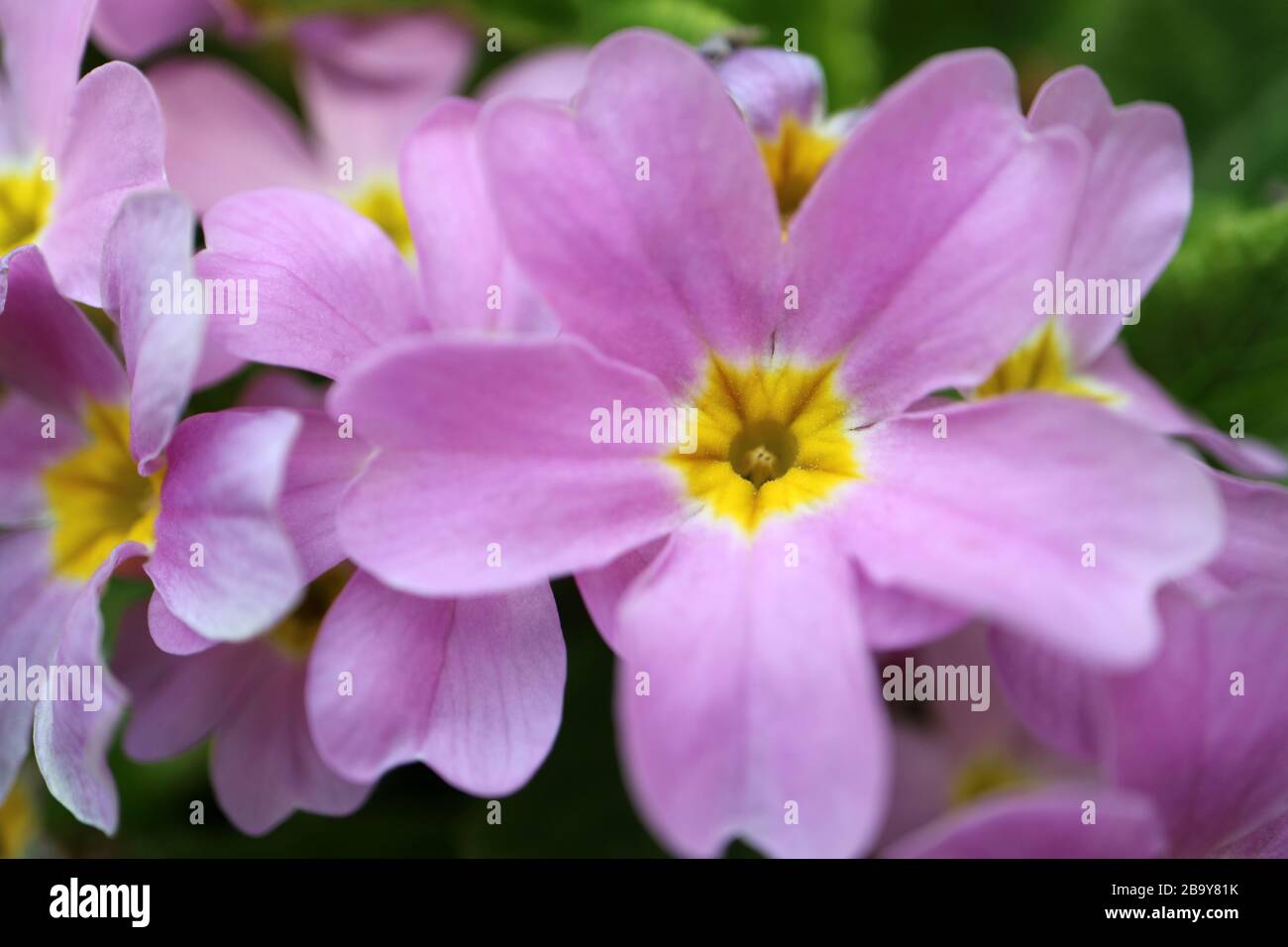 Pink Primula High Resolution Stock Photography and Images - Alamy