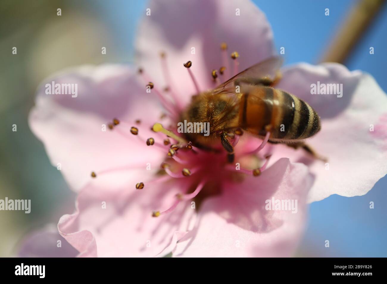 Bee On pink Peach Blossom in the garden,honeybee on peach blossom ...