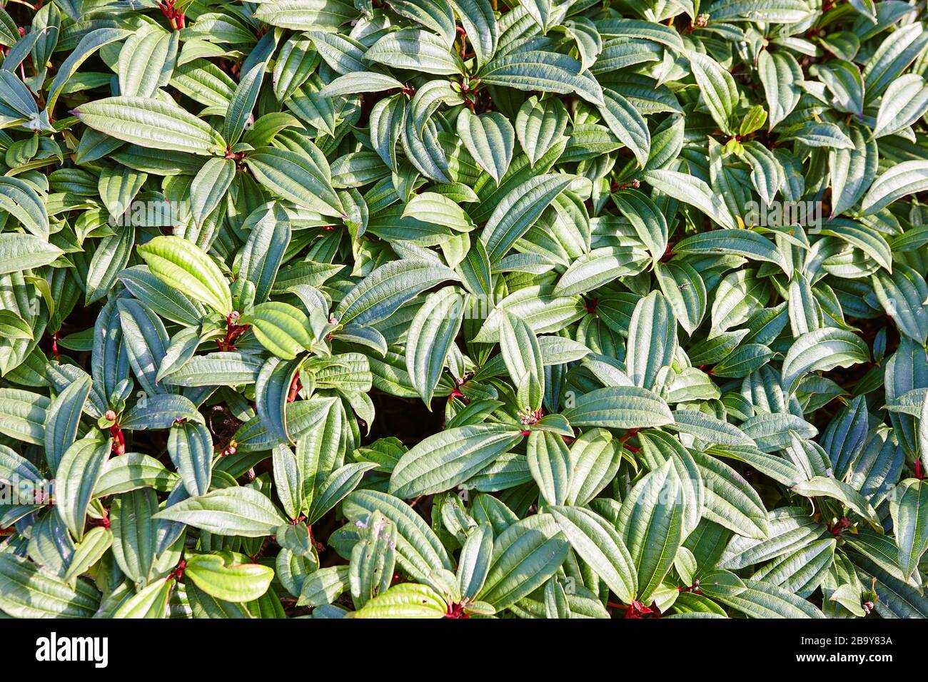 Thick, green bush and tree Summer foliage in the English countryside ...
