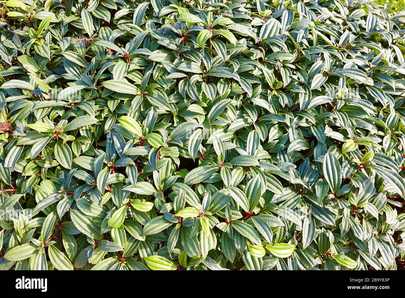Thick, green bush and tree Summer foliage in the English countryside ...