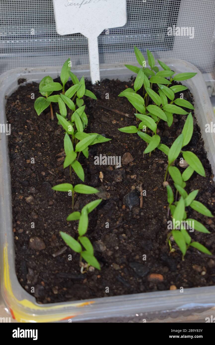early planting in spring garden Stock Photo - Alamy
