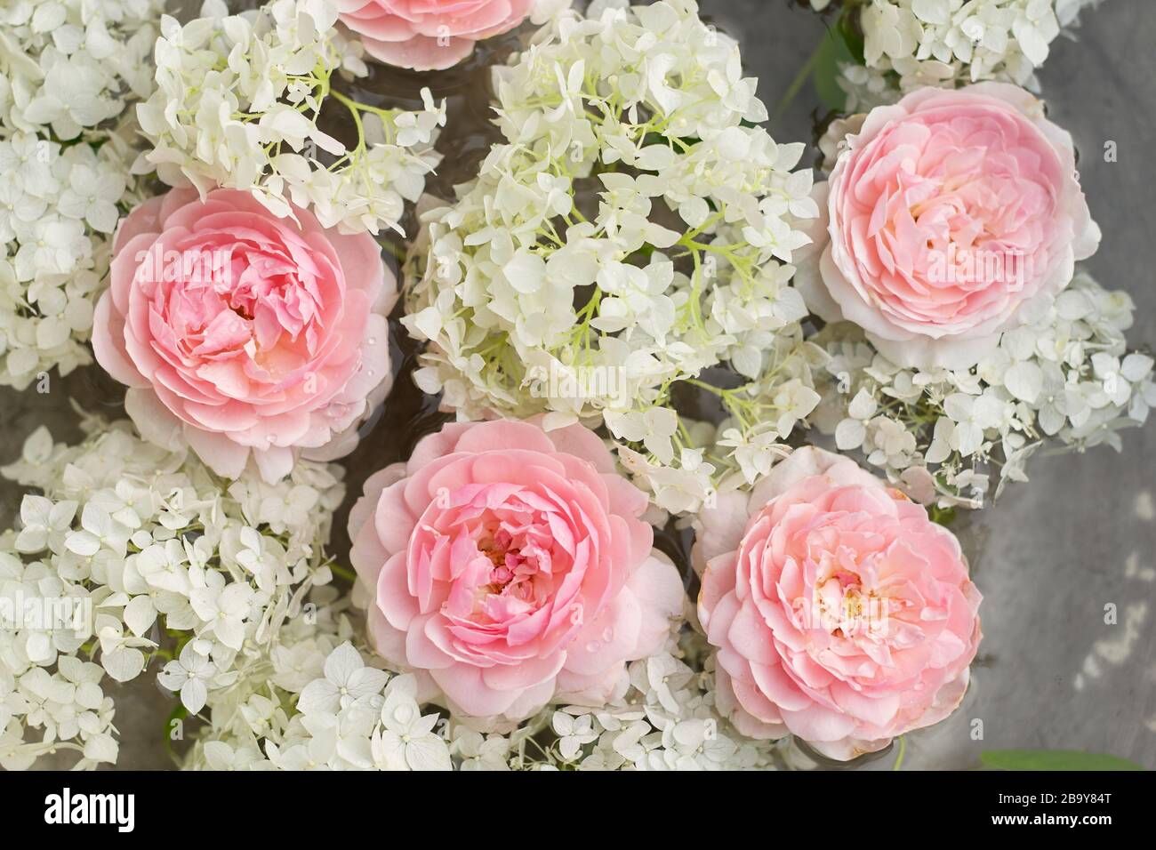 Fresh pastel pink white hydrangea hi-res stock photography and images ...