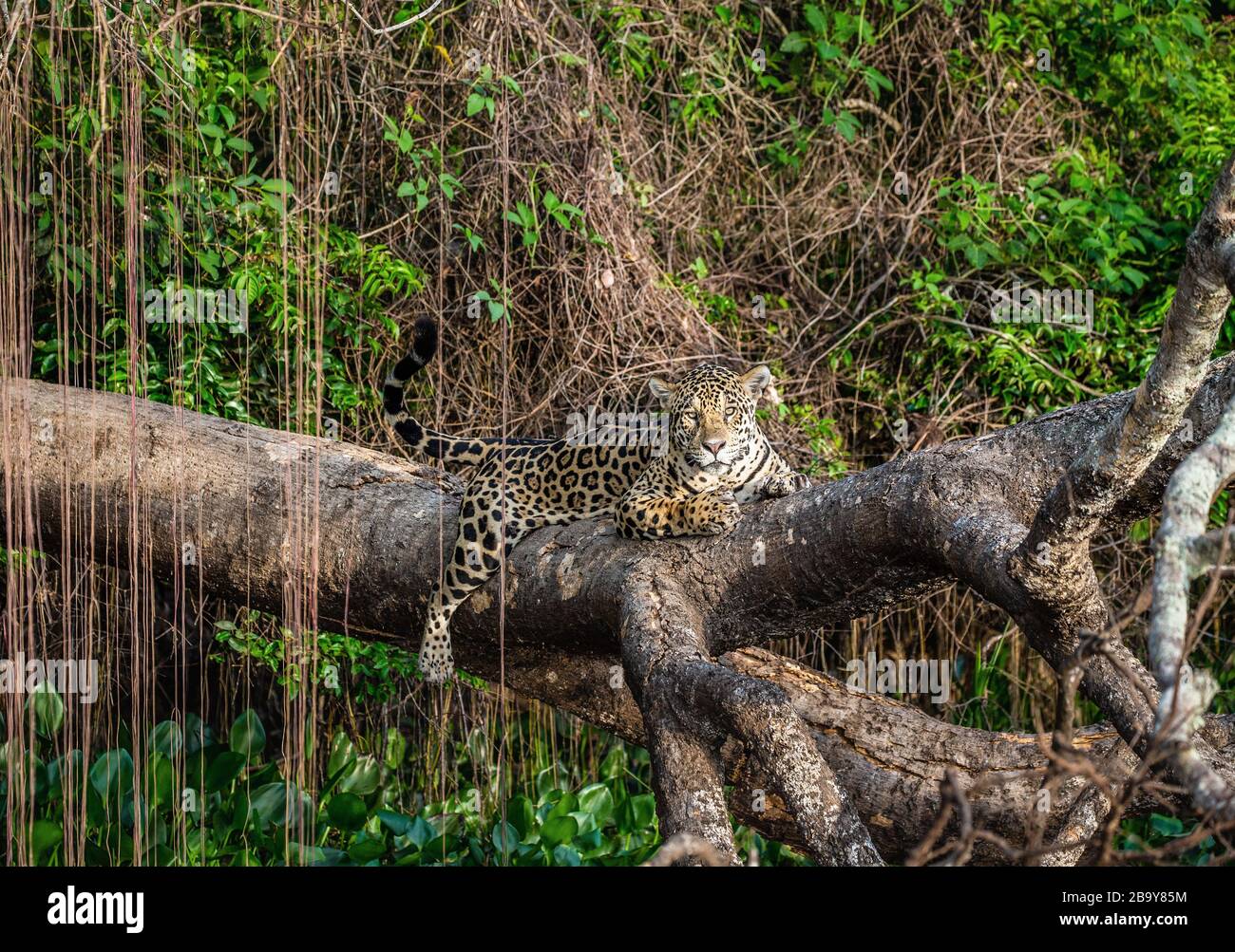 Jaguar in tree hi-res stock photography and images - Alamy