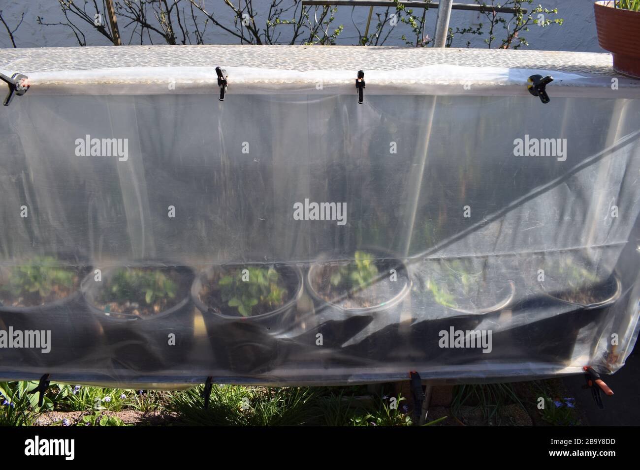 early planting in spring garden Stock Photo - Alamy
