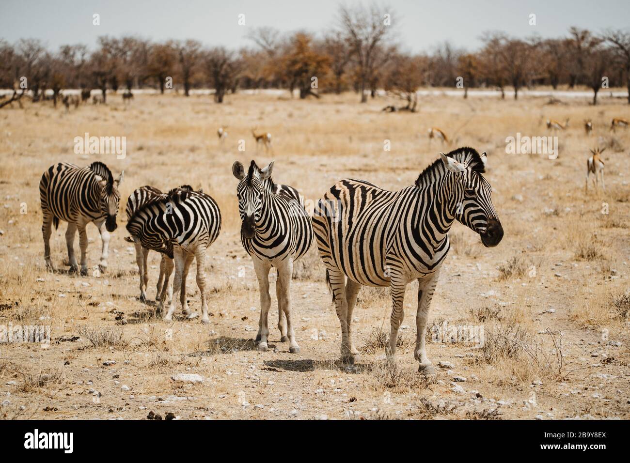 small group of Zebra in the desert sand of Africa Stock Photo - Alamy