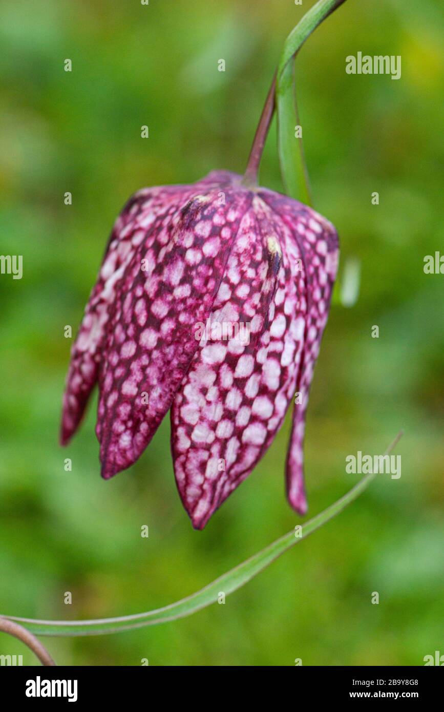 A purple snake's head fritillary (Fritillaria meleagris Stock Photo - Alamy