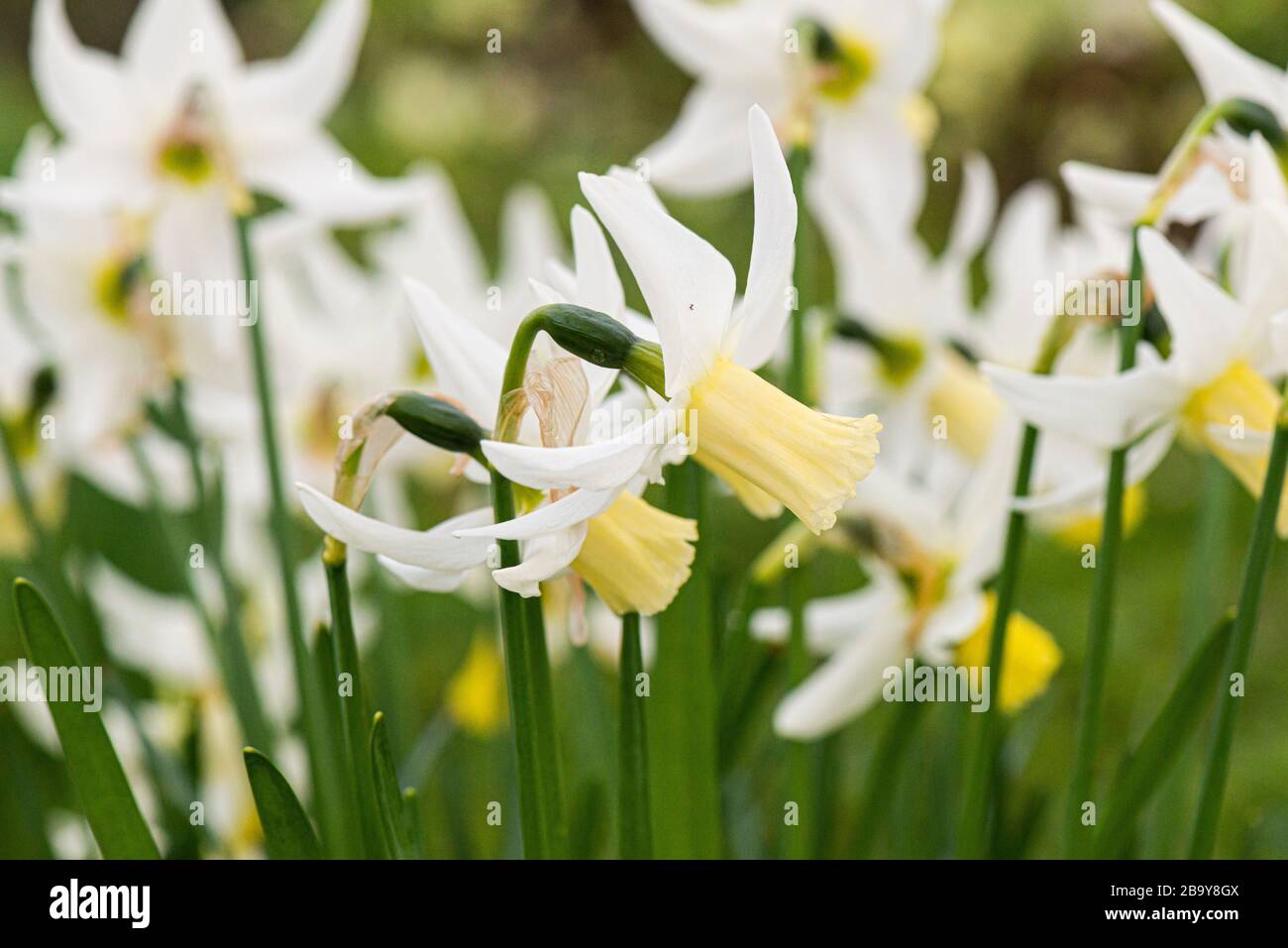 Daffodils 'Jenny' (Narcissus 'Jenny' Stock Photo - Alamy
