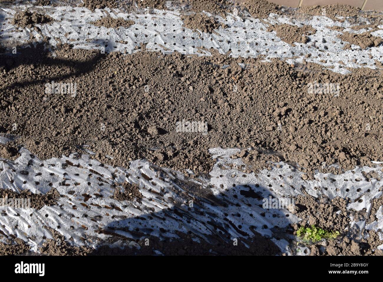 early planting in spring garden Stock Photo - Alamy