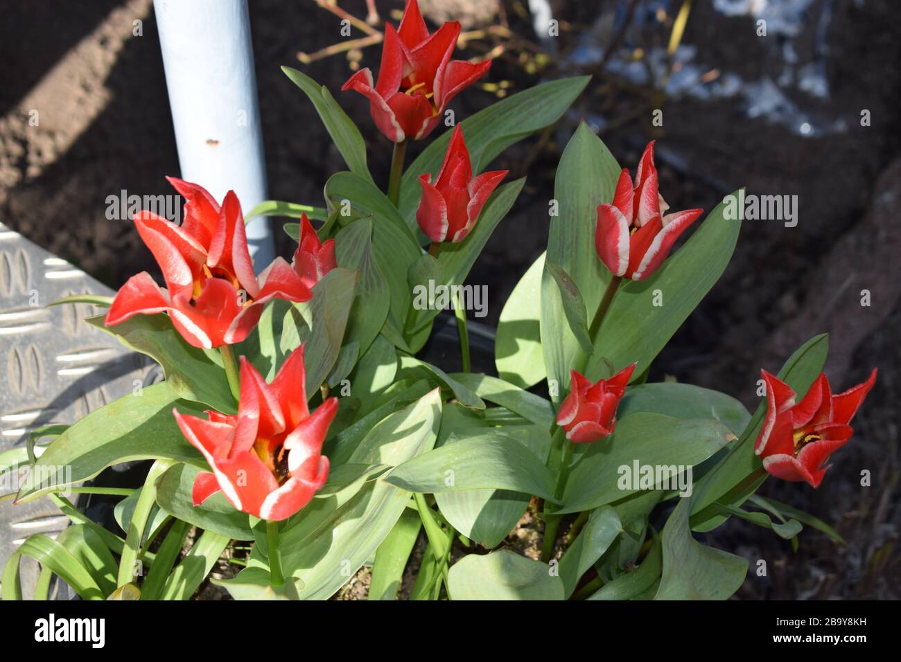 red wild tulips Stock Photo - Alamy