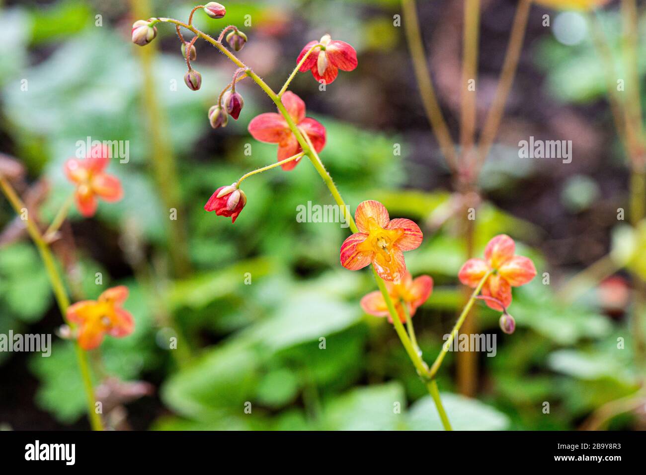 The flowers of a an epimedium Stock Photo - Alamy