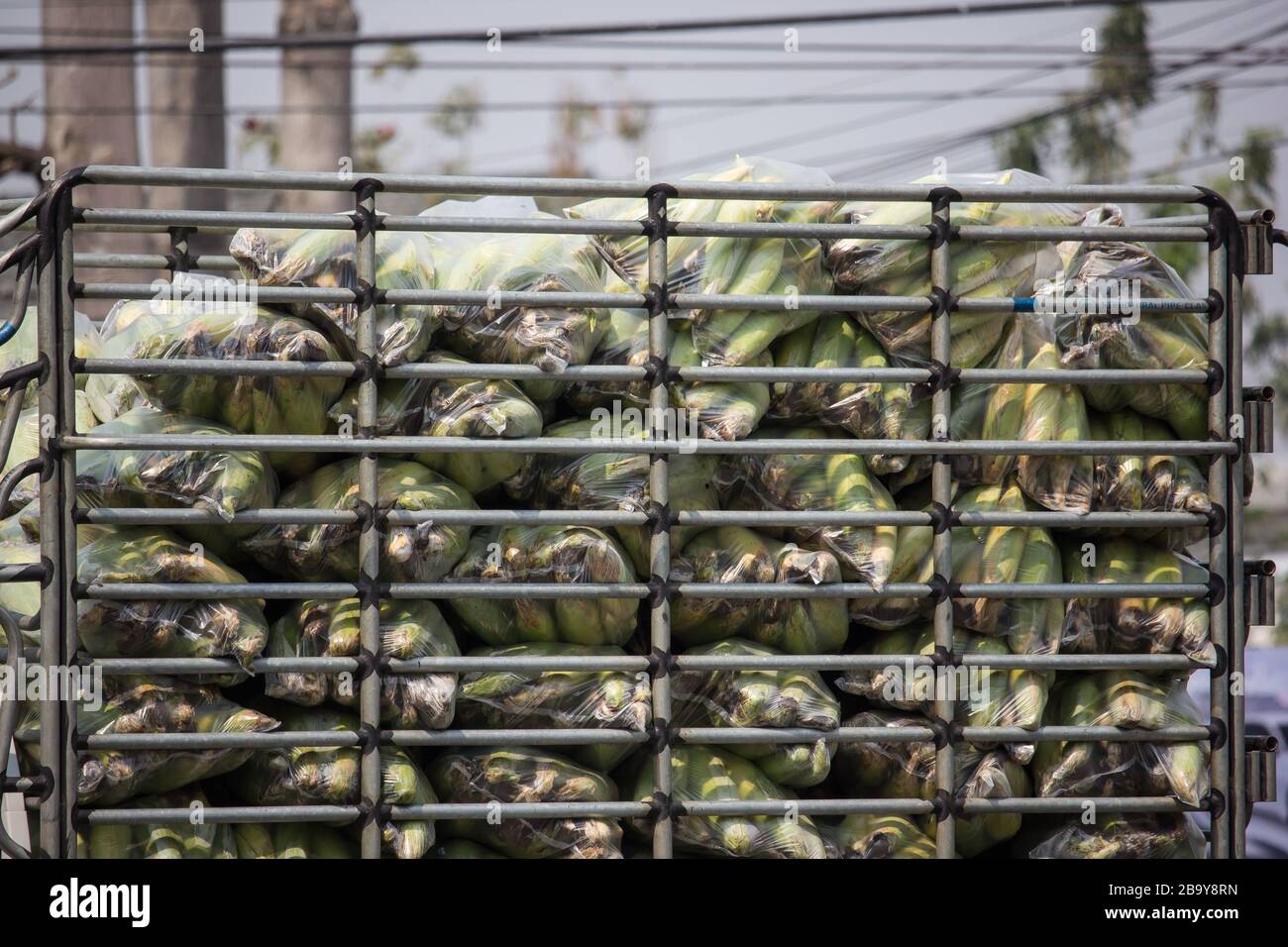 Raw Corn on the Pick up truck Stock Photo - Alamy