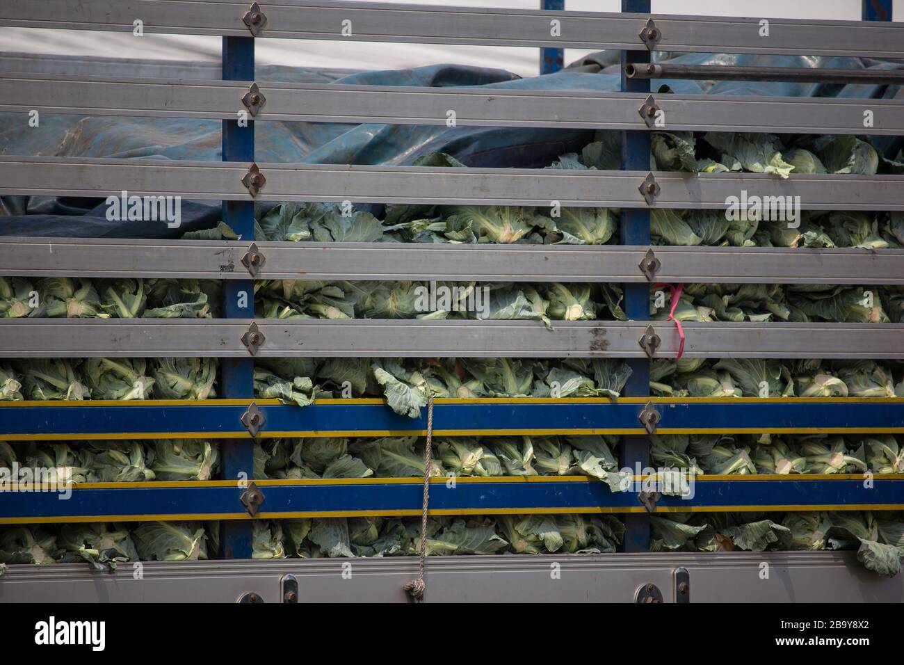 Packaged cabbage hi-res stock photography and images - Alamy