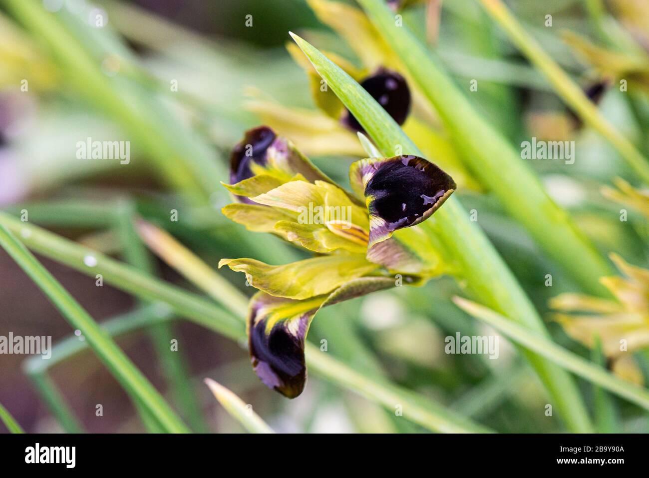 Syn iris hermodactylus tuberosus hi-res stock photography and images ...