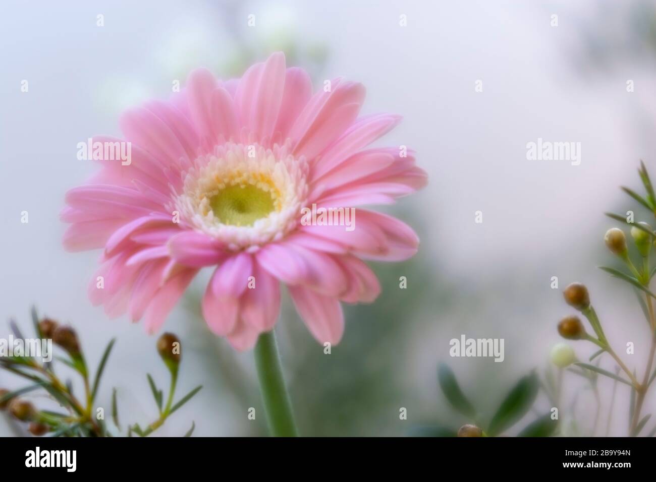 A single pink Gerbera flower in soft focus with a romantic feel, and ...