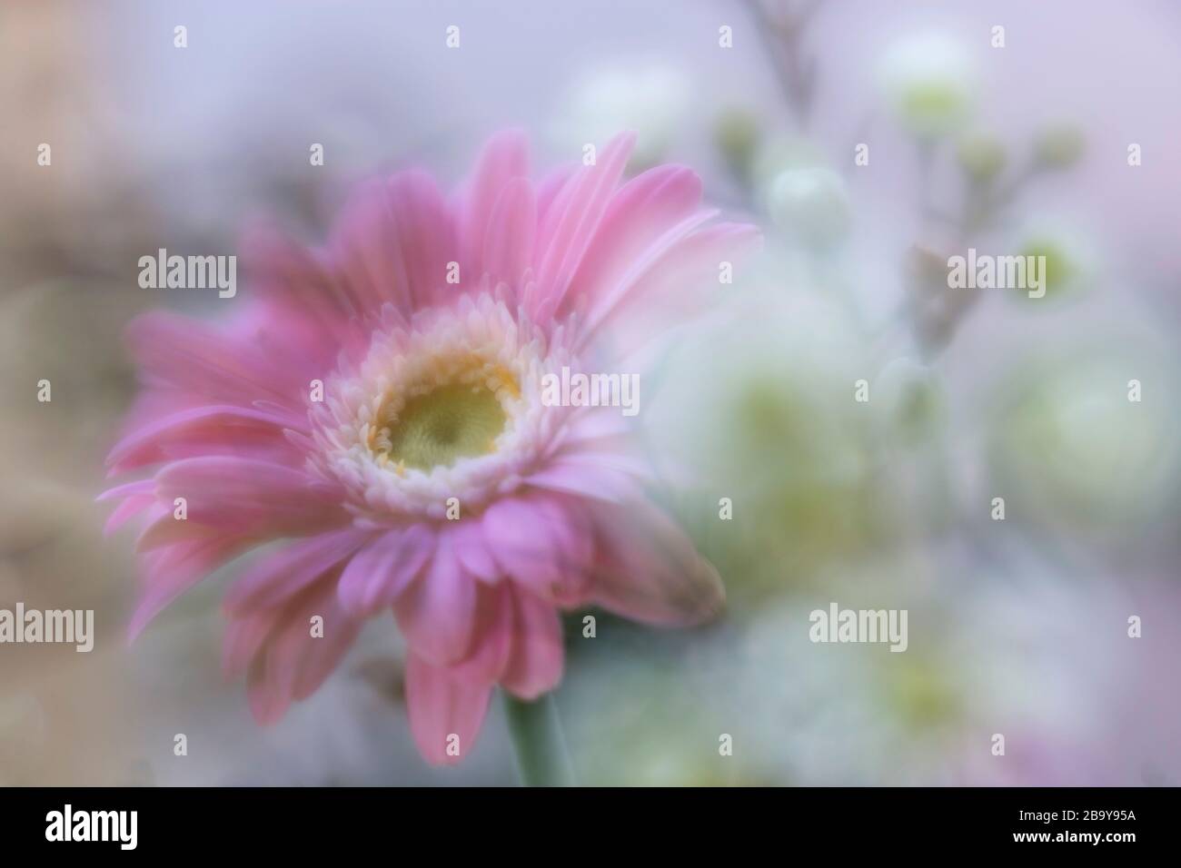 A single pink Gerbera flower in soft focus with a romantic feel, and ...