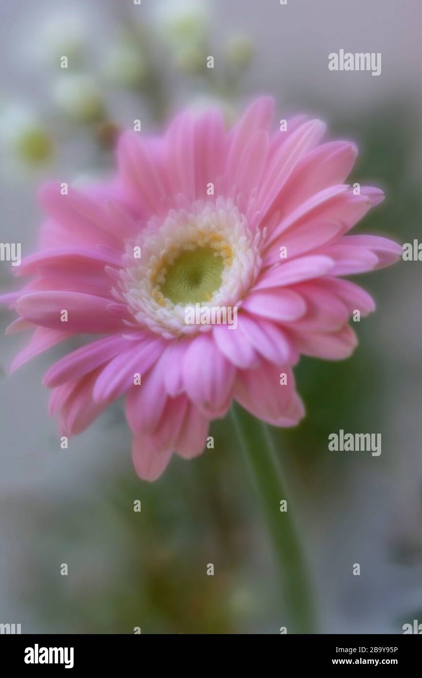 A single pink Gerbera flower in soft focus with a romantic feel, and ...