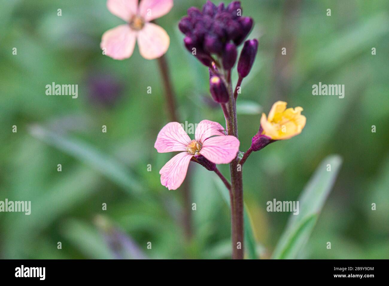 The flowers of a wallflower (Erysimum mutabile Stock Photo - Alamy