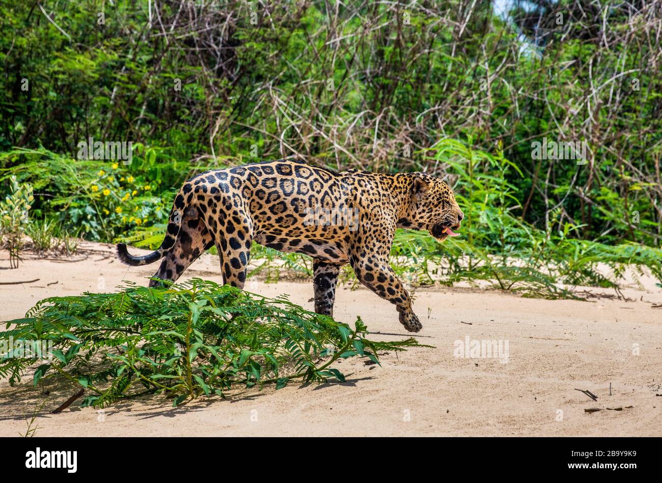 Protect against wild animals hi-res stock photography and images - Alamy