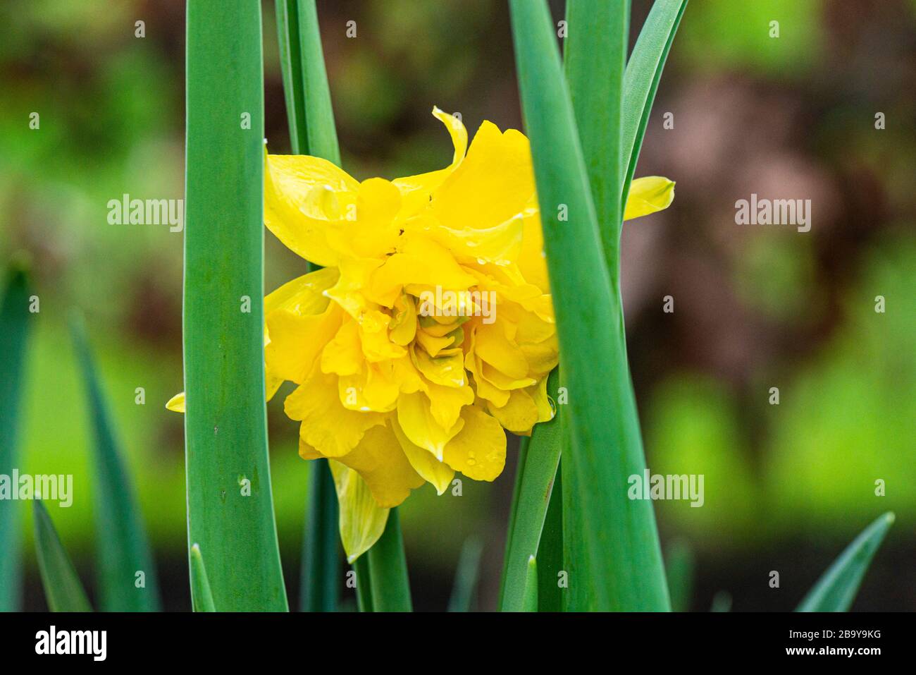 The double flower of a daffodil (Narcissus Stock Photo - Alamy