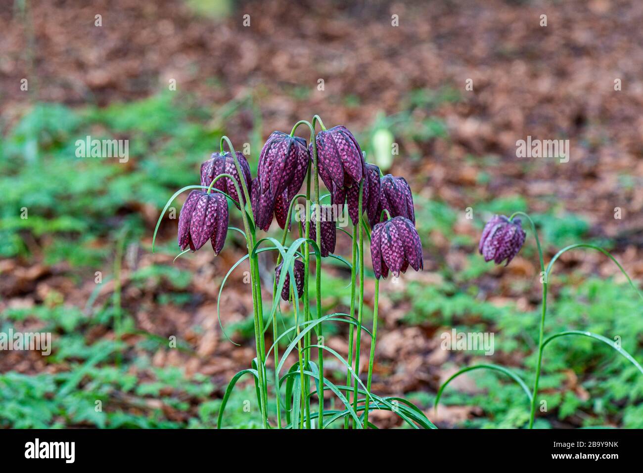 Purple snake's head fritillary flowers (Fritillaria meleagris Stock ...