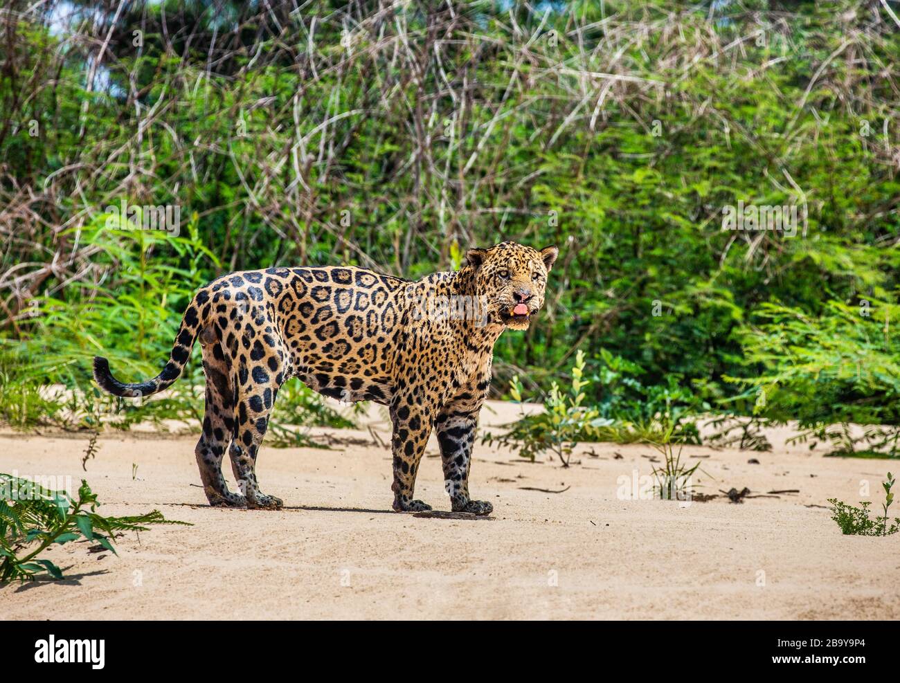 Protect against wild animals hi-res stock photography and images - Alamy