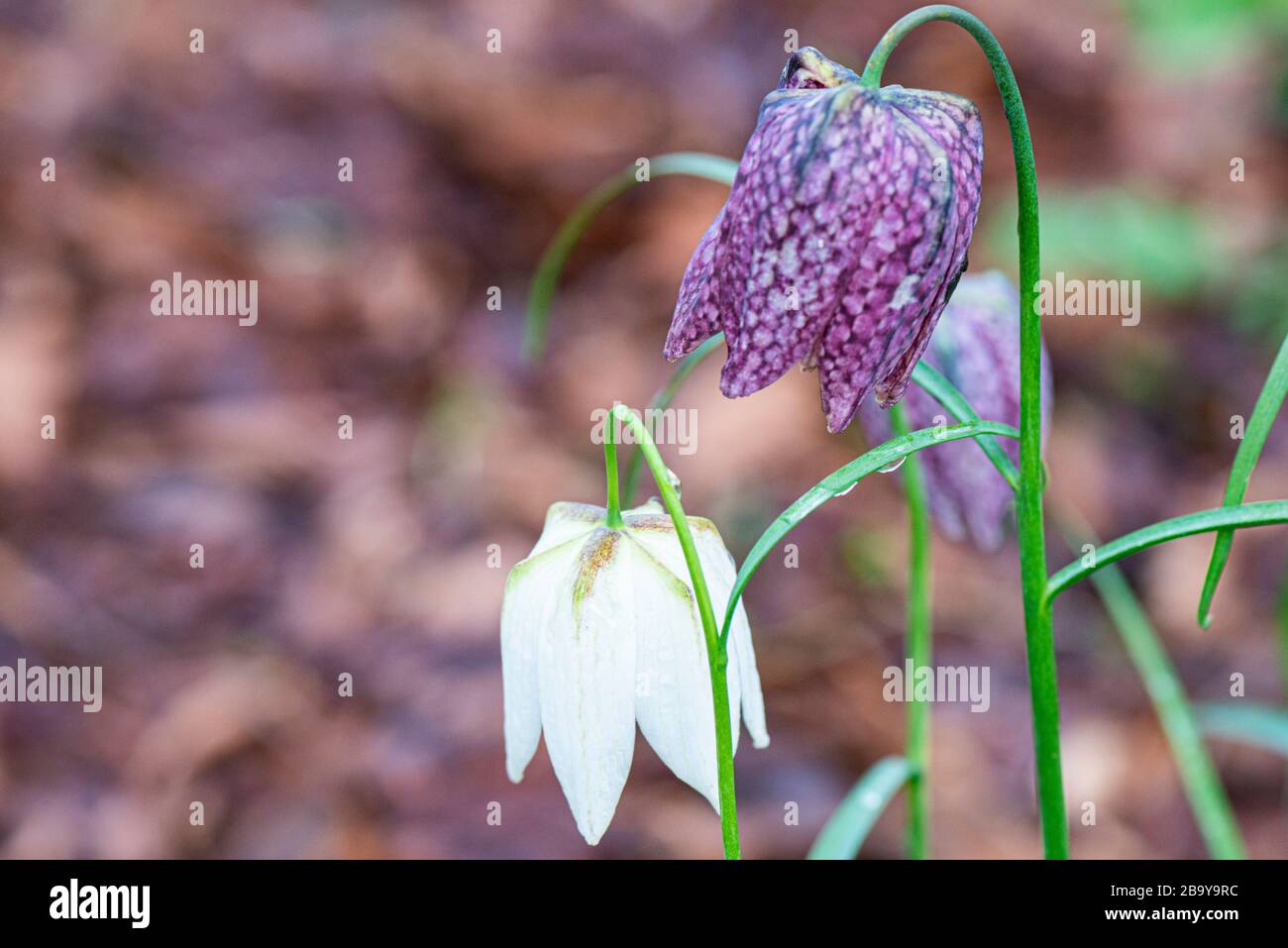 Purple and white snake's head fritillary flowers (Fritillaria meleagris ...