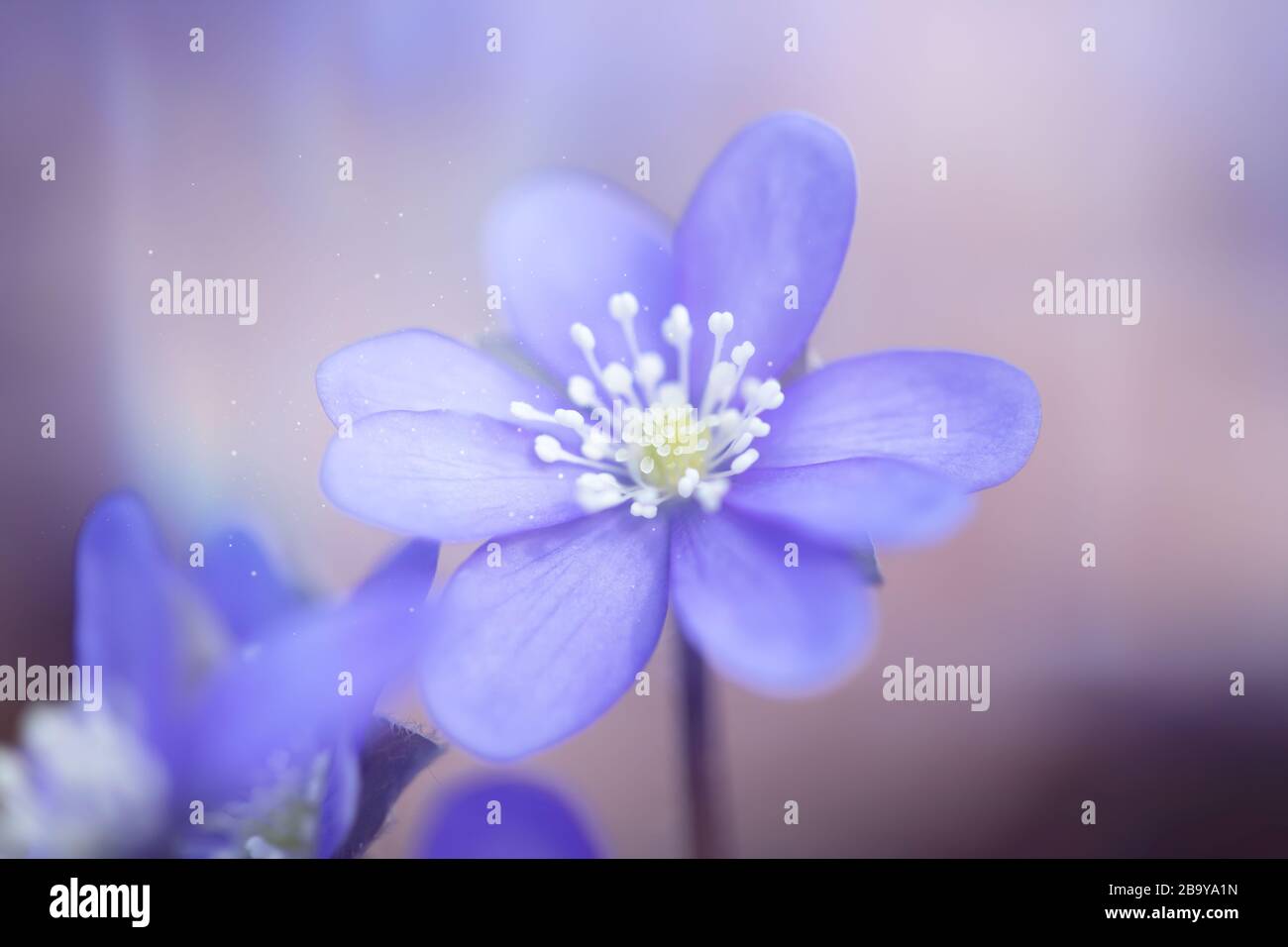 Spring blue flowers (Hepatica nobilis) in the forest in magic spring ...