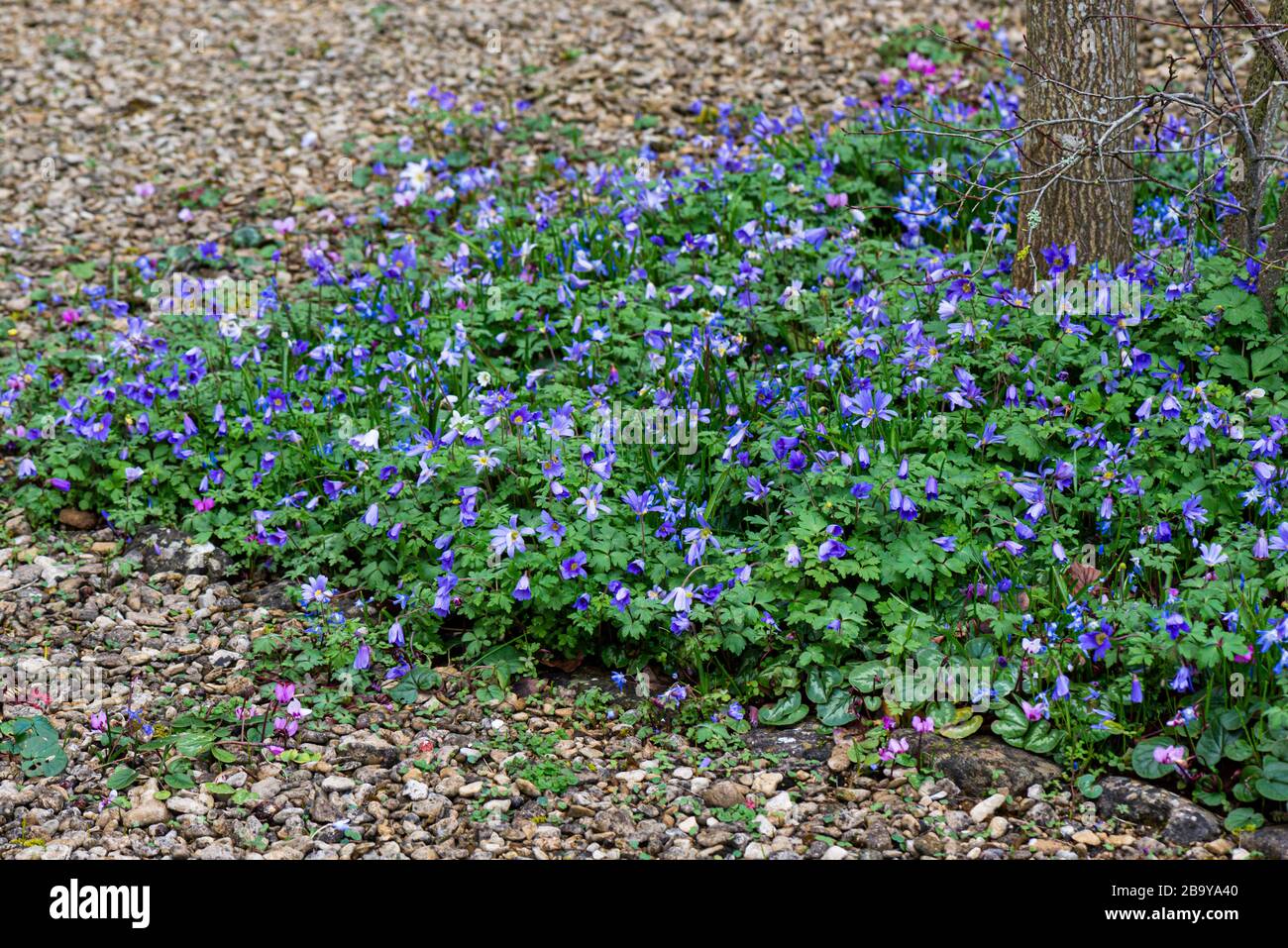 Anemone Leaves High Resolution Stock Photography and Images - Alamy