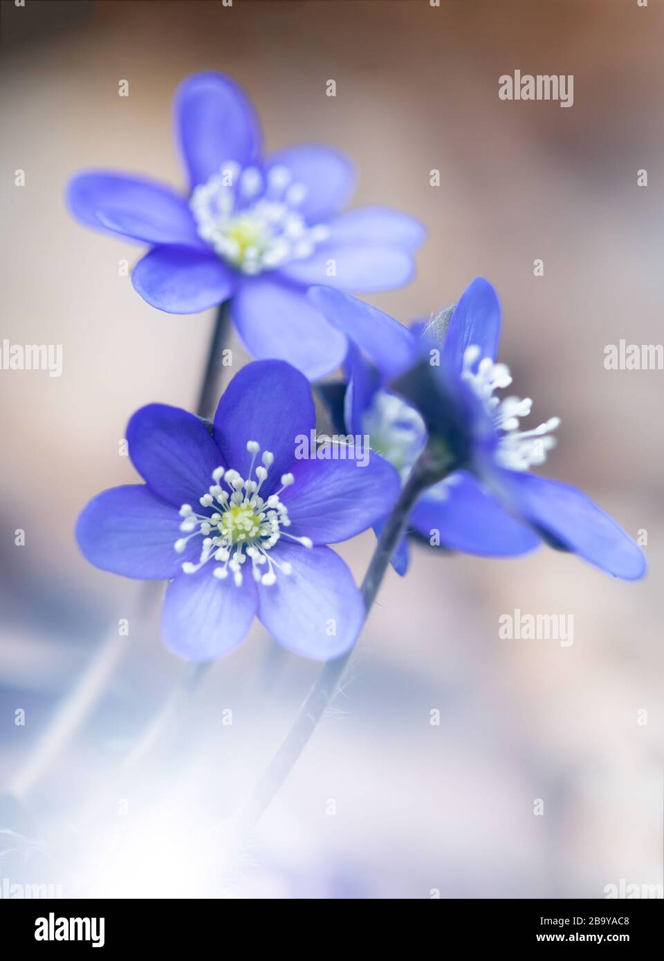 Spring blue flowers (Hepatica nobilis) in the forest in magic spring ...
