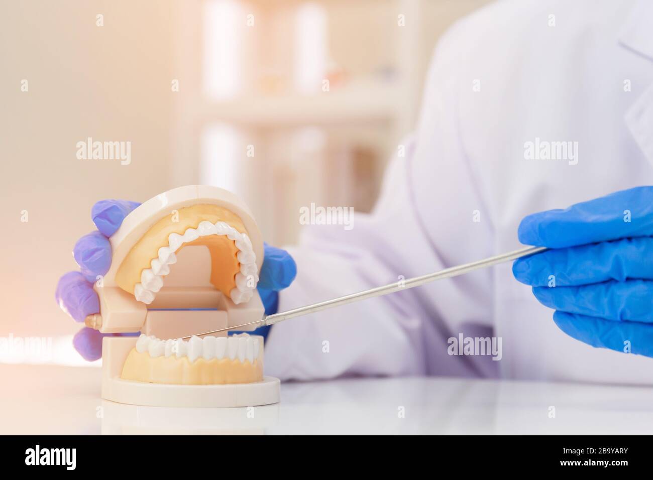 The dentist is introducing the knowledge with denture equipment in the ...