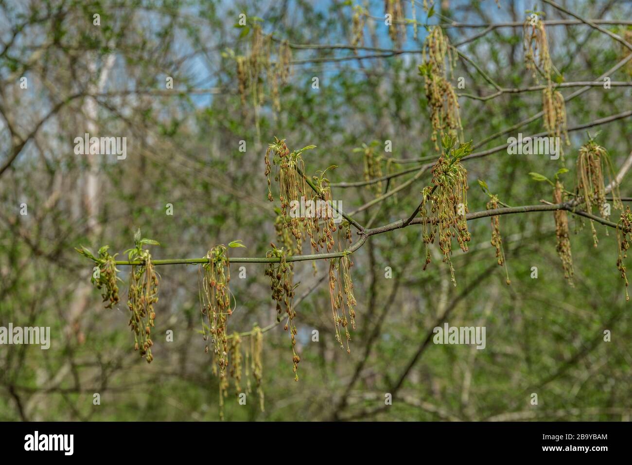 Seed clustered together hi-res stock photography and images - Alamy